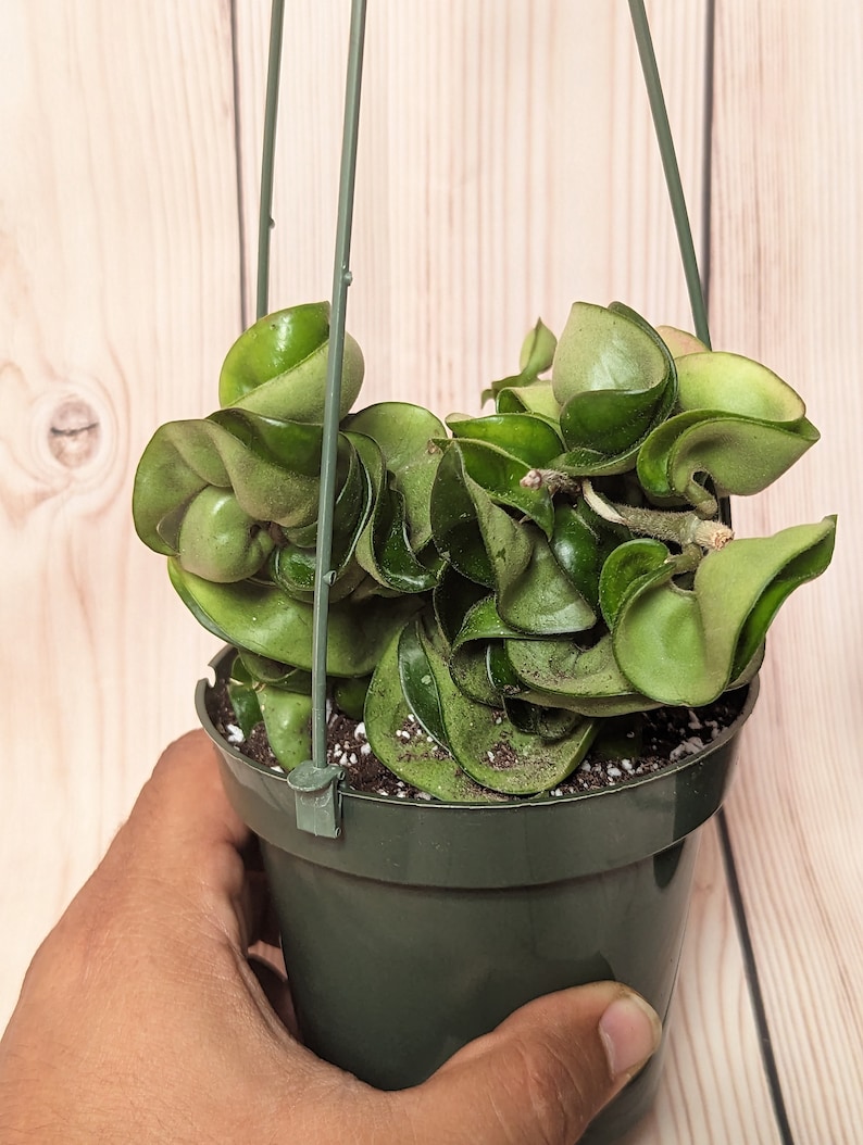 Hoya Compacta in 2 Pot and 4 & 6 Hanging - Etsy