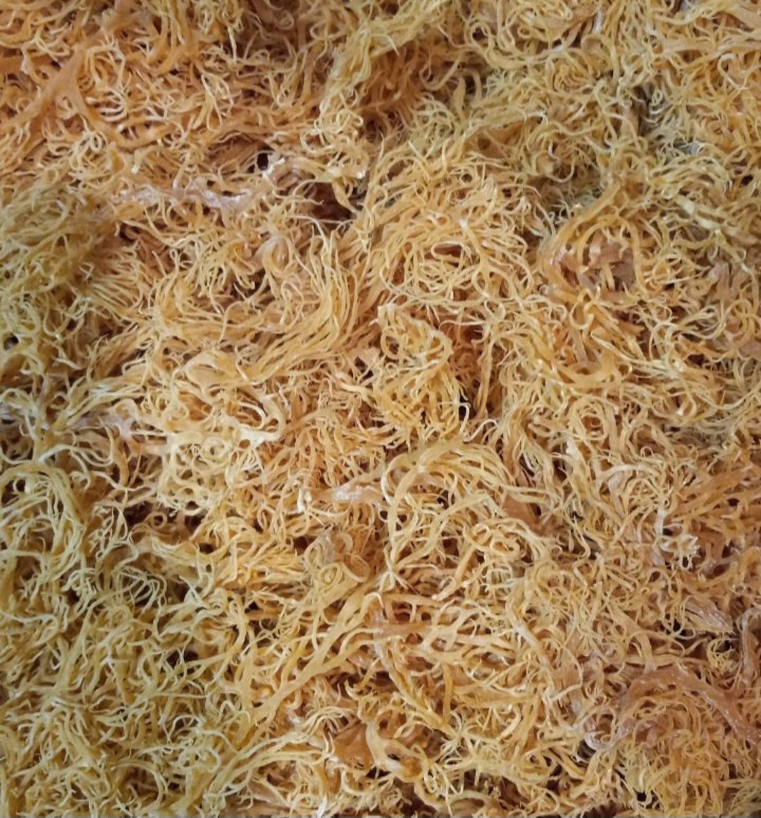 Gold Sea Moss (eucheuma Spinosum, St Lucia) Dried. - Etsy
