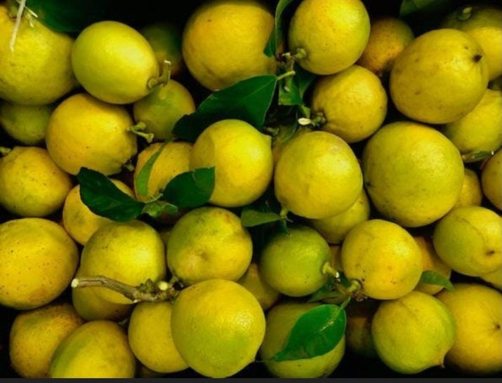 Bergamot Orange Peel (citrus Bergamia, Italy) Powder or Capsules ...