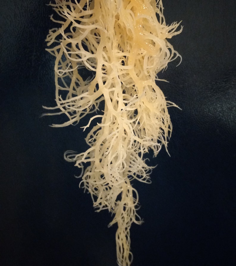 Gold Sea Moss (eucheuma Spinosum, St Lucia) Dried. - Etsy