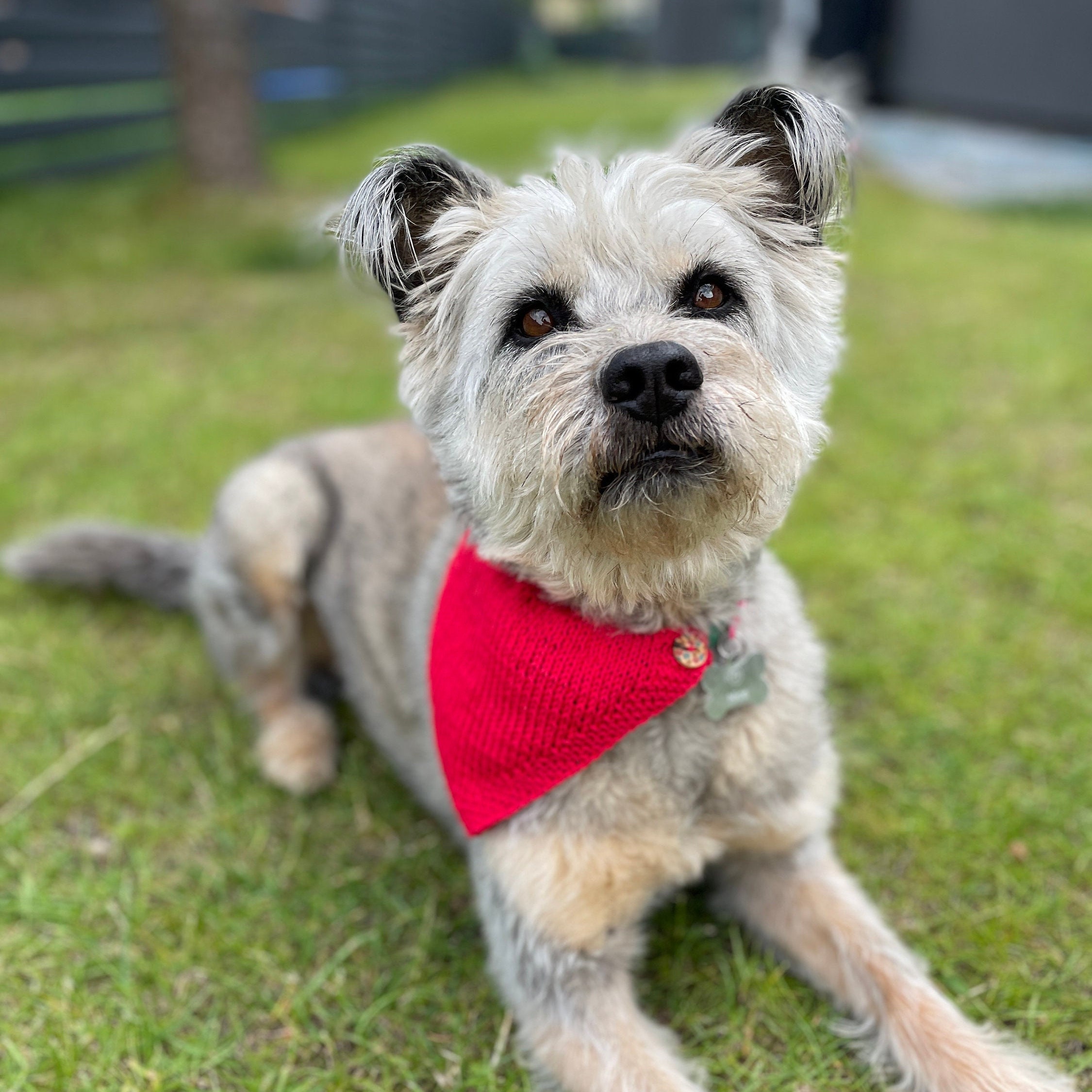 Nica Bandana Dog Bandana Over the Collar, Knitting Pattern, Dog ...