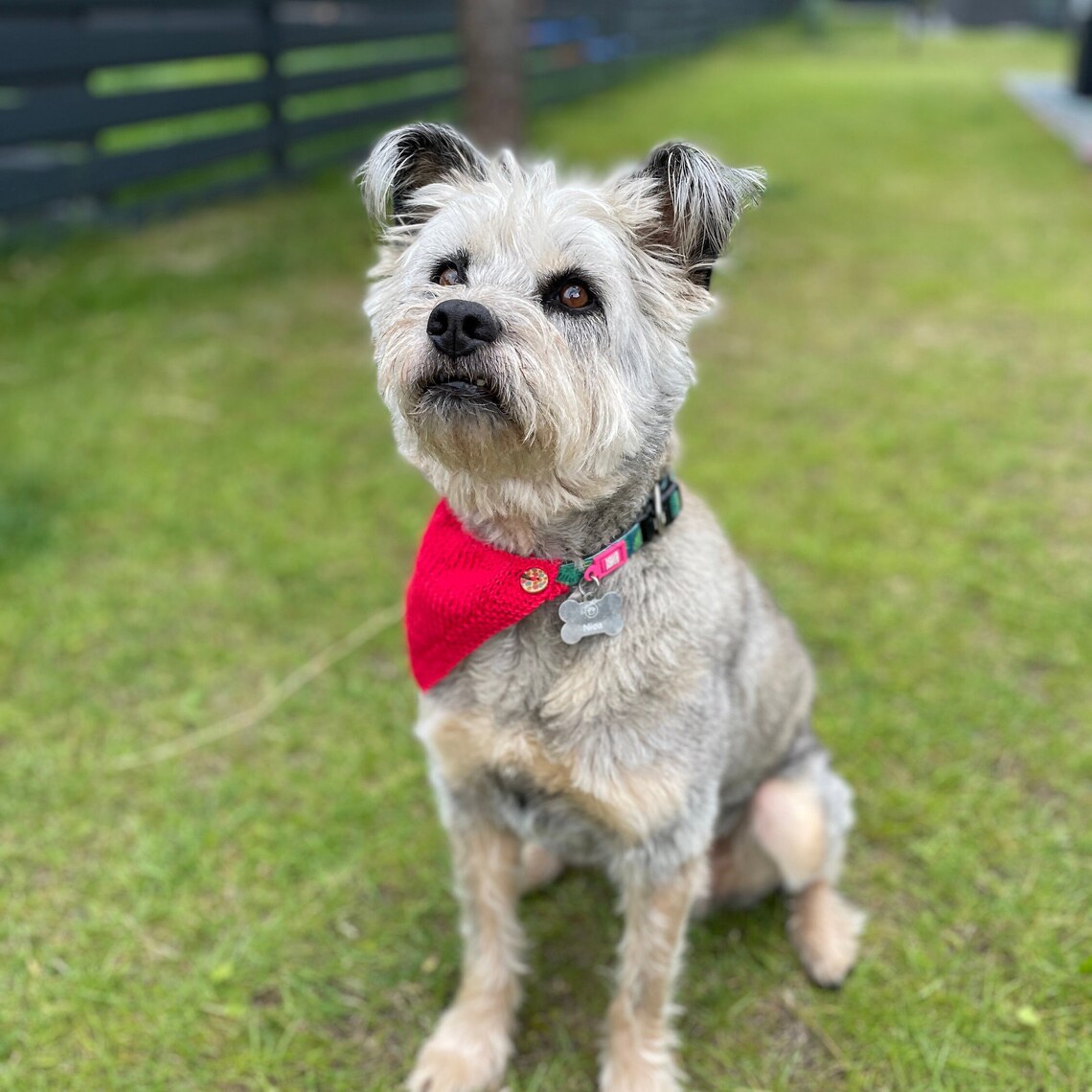 Nica Bandana Dog Bandana Over the Collar, Knitting Pattern, Dog ...