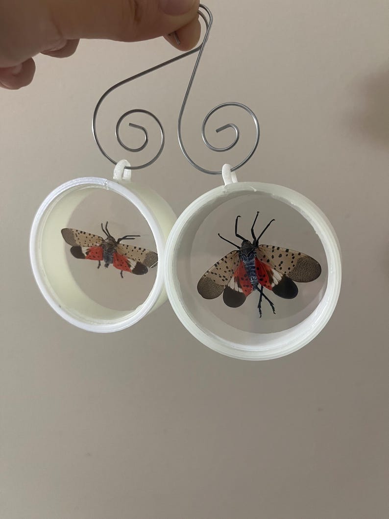 REAL Spotted Lanternfly Insect(sp. Lycorma Delicatula) GLOWING Acrylic ...