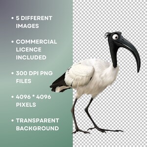 5pc Cartoon Australian White IBIS Bird Clipart PNG Bundle, Cute Ibis ...