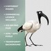 5pc Cartoon Australian White IBIS Bird Clipart PNG Bundle, Cute Ibis ...
