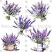 30pc Watercolor Lavender PNG Bundle, Water Color Floral Clipart ...
