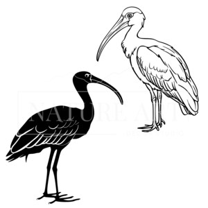 10pc Ibis Bird Doodle Clipart PNG & SVG Bundle, Cute Ibis POD Allowed ...