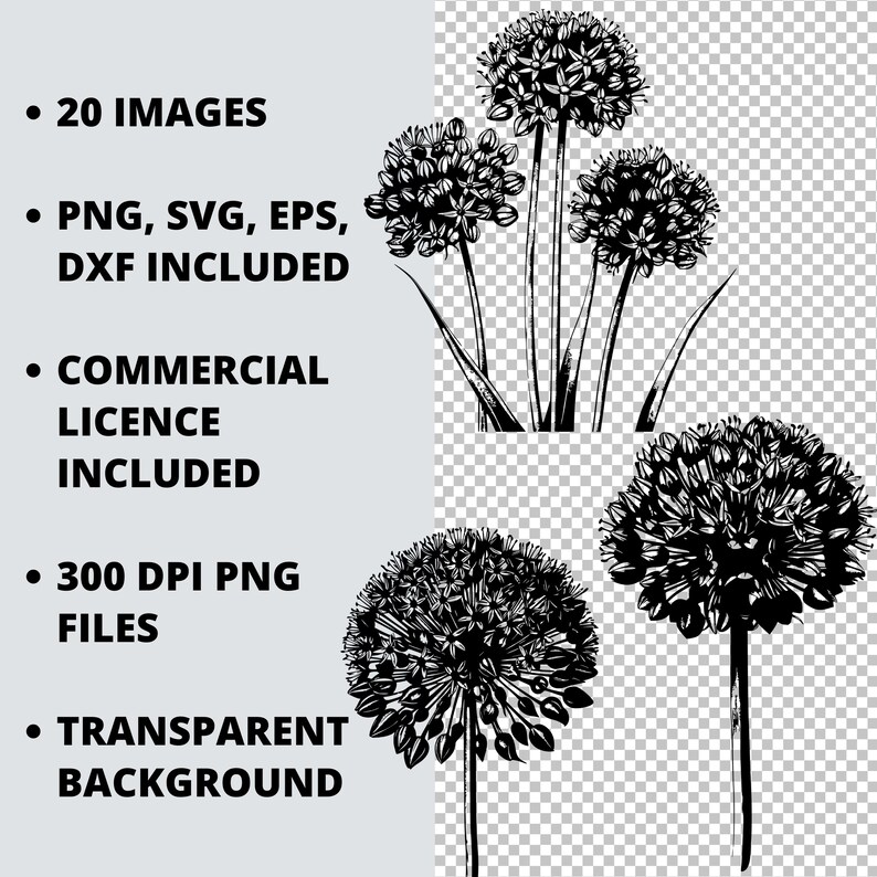 20pc Giant Allium Black and White PNG Bundle, Allium Floral Svg, EPS ...