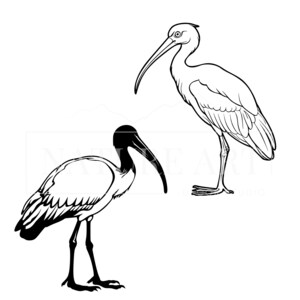 10pc Ibis Bird Doodle Clipart PNG & SVG Bundle, Cute Ibis POD Allowed ...