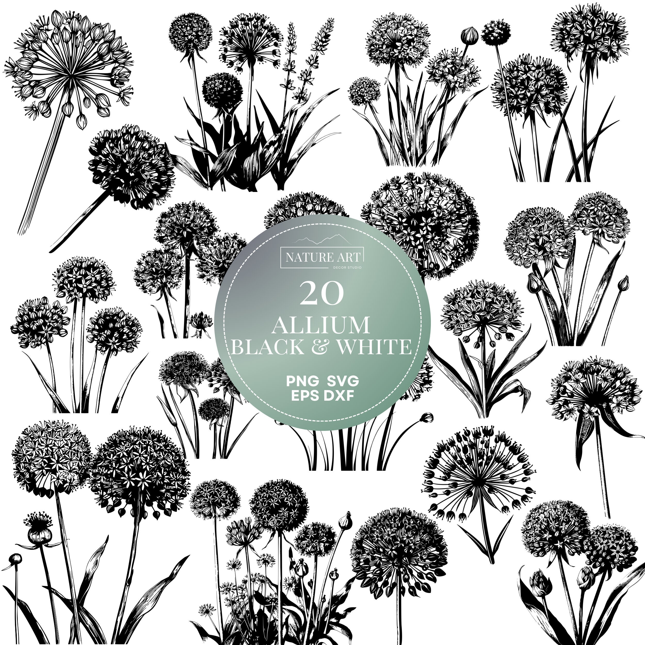 20pc Giant Allium Black and White PNG Bundle, Allium Floral Svg, EPS ...