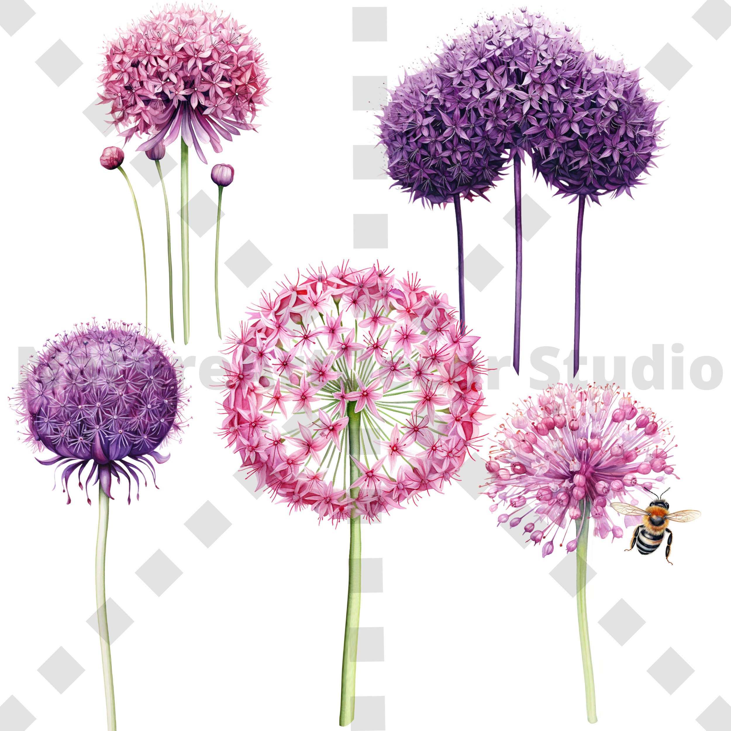 15pc Watercolor Giant Allium PNG Bundle, Water Color Floral Clipart ...