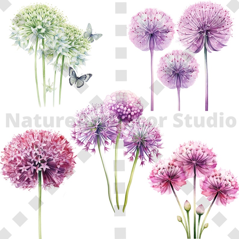 15pc Watercolor Giant Allium PNG Bundle, Water Color Floral Clipart ...