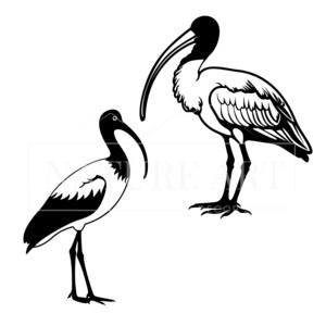 10pc Ibis Bird Doodle Clipart PNG & SVG Bundle, Cute Ibis POD Allowed ...