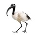 5pc Cartoon Australian White IBIS Bird Clipart PNG Bundle, Cute Ibis ...