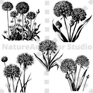 20pc Giant Allium Black and White PNG Bundle, Allium Floral Svg, EPS ...