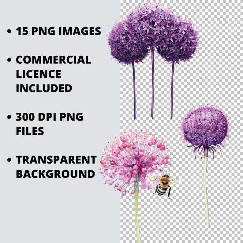 15pc Watercolor Giant Allium PNG Bundle, Water Color Floral Clipart ...