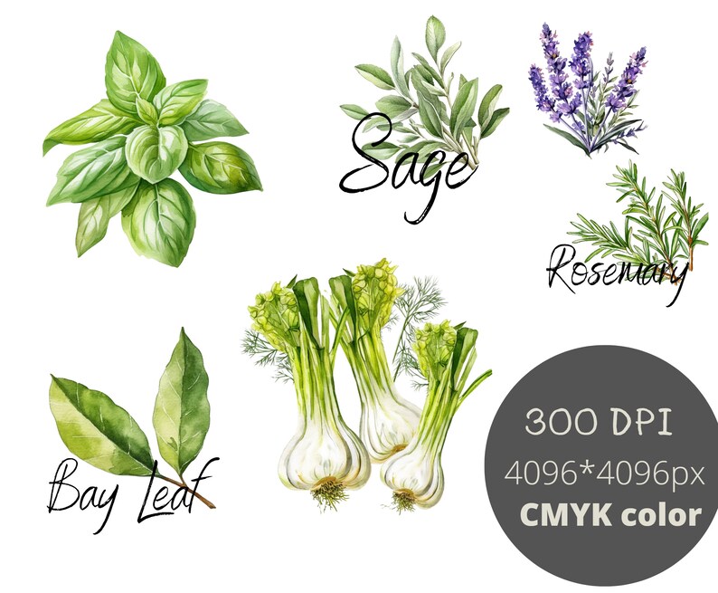 55pc Herbal Mega PNG and SVG Bundle Watercolor Spice Clipart - Etsy