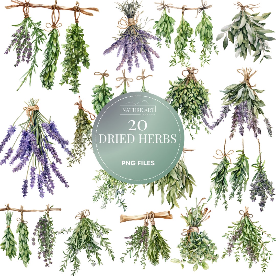 20pc Dried Hanging Herbs PNG Bundle, Watercolor Herbal Clipart, Kitchen ...