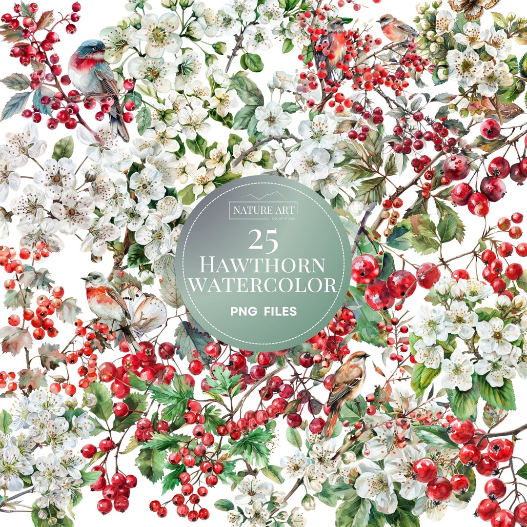 25pc Watercolor Hawthorn PNG Bundle, Water Color Floral Clipart ...