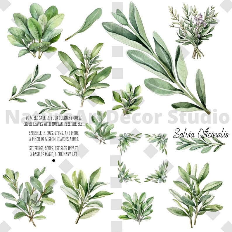 70pc Sage Mega PNG and SVG Bundle, Watercolor Herbal Clipart, Kitchen ...