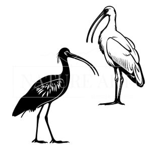 10pc Ibis Bird Doodle Clipart PNG & SVG Bundle, Cute Ibis POD Allowed ...