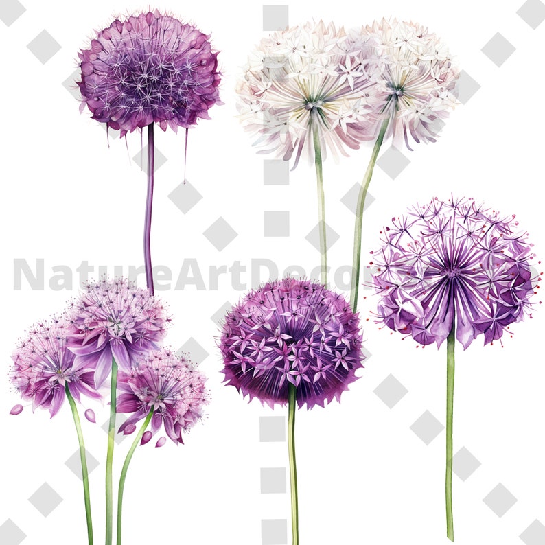 15pc Watercolor Giant Allium PNG Bundle, Water Color Floral Clipart ...