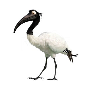 5pc Cartoon IBIS Bird Clipart PNG Bundle, Cute Ibis POD Allowed Digital ...