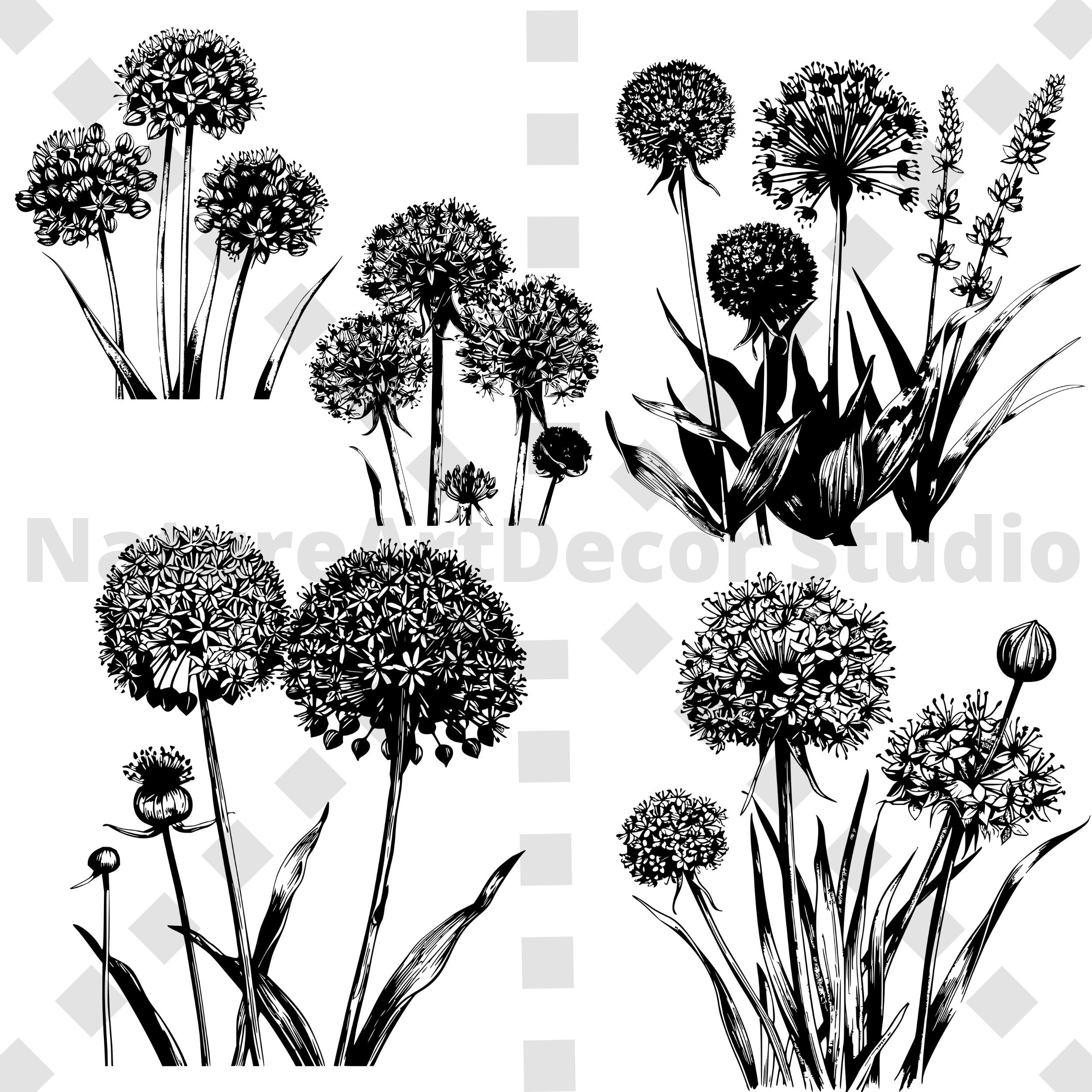 20pc Giant Allium Black and White PNG Bundle, Allium Floral Svg, EPS ...