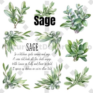 70pc Sage Mega PNG and SVG Bundle, Watercolor Herbal Clipart, Kitchen ...