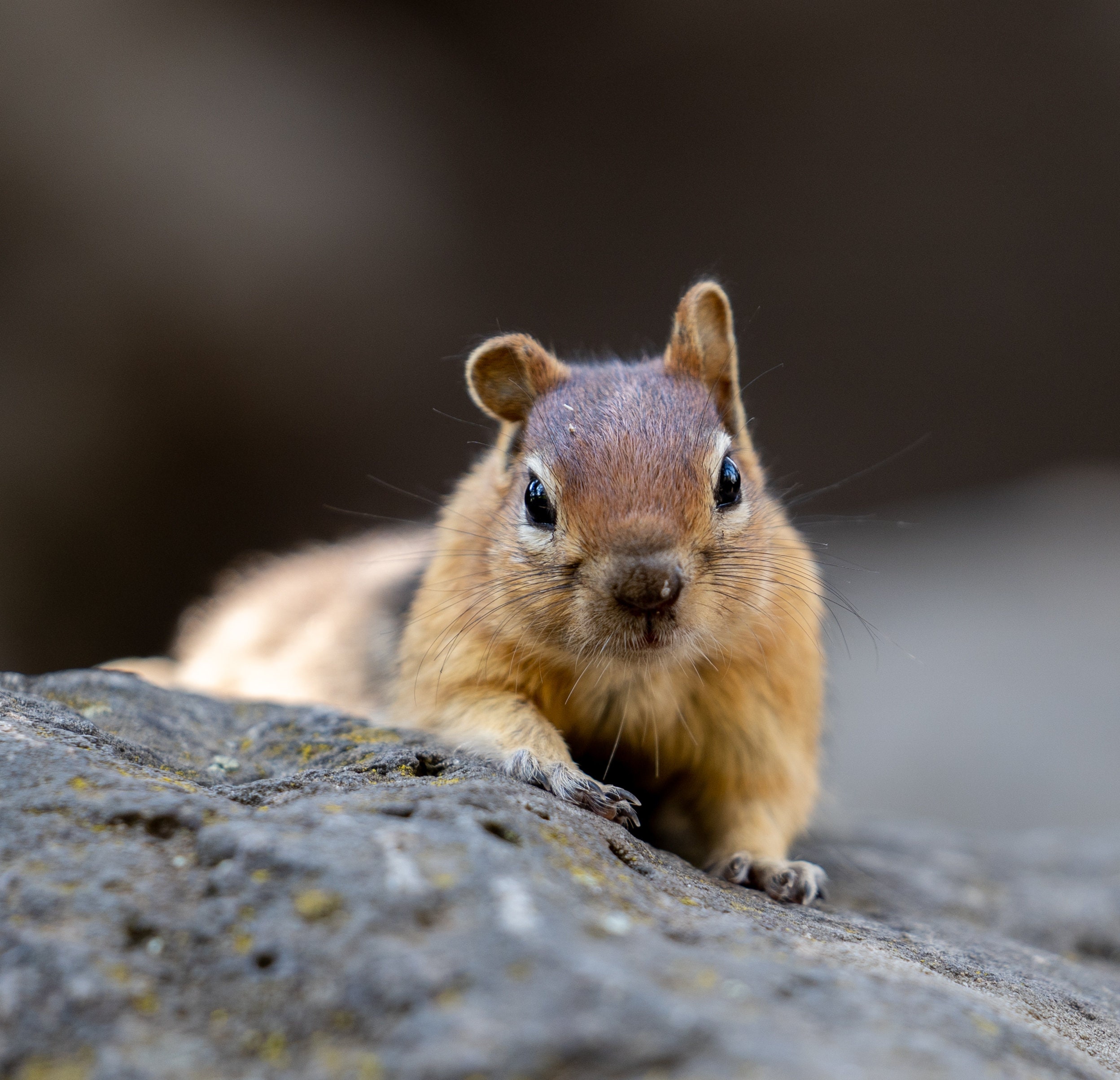 Digital Print of a Chipmunk Sunbathing on a Rock in Nature. - Etsy