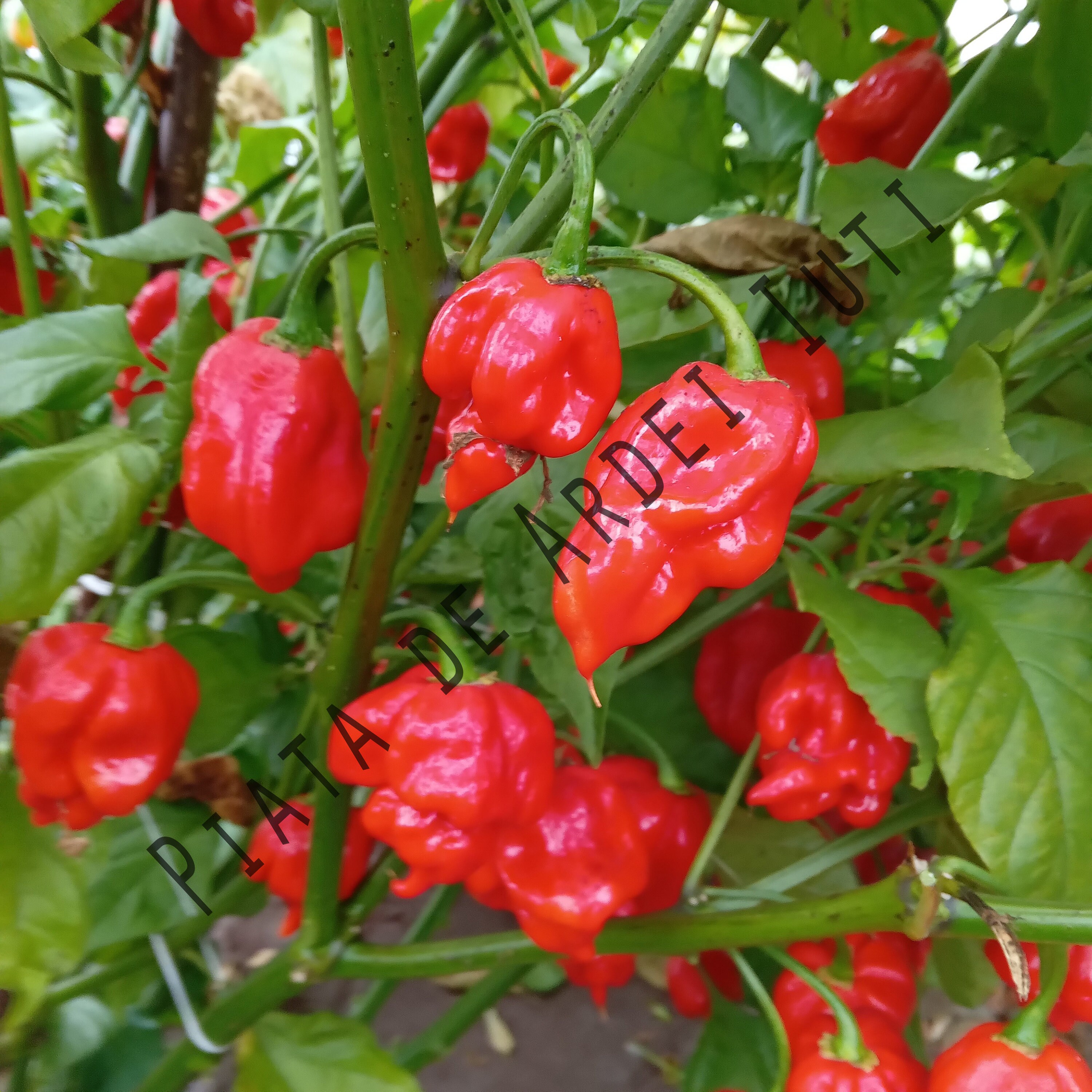 Naga Viper Pepper