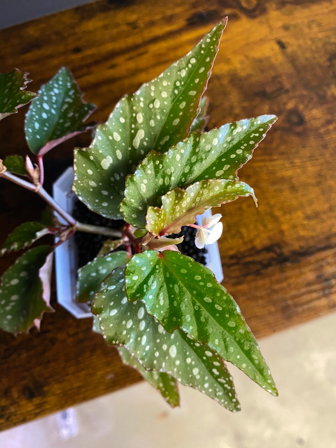 Begonia Medora Exact Plant Mini Angel Wing Begonia - Etsy