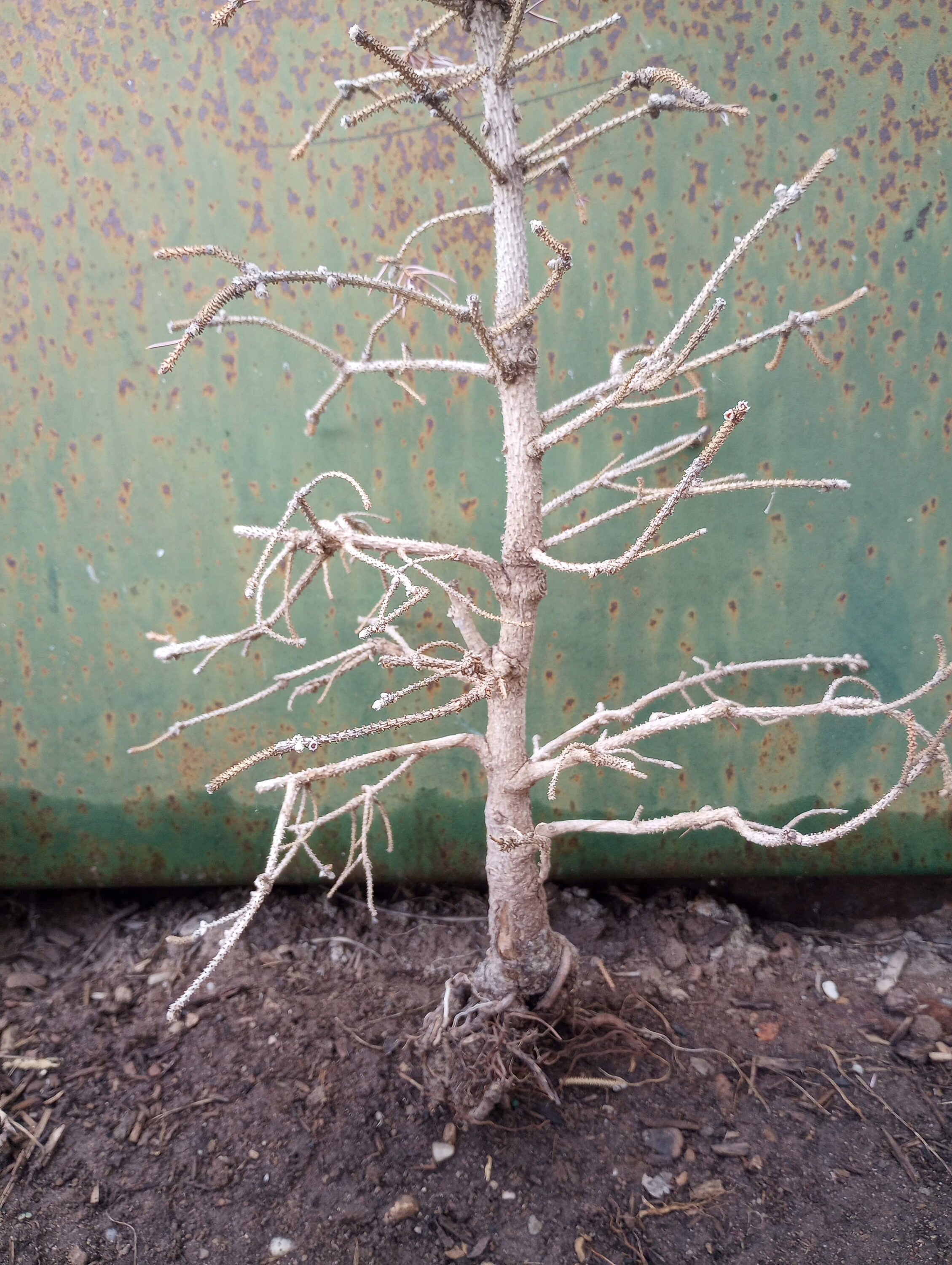 Hardscape-dead Bonsai Tree-aquarium Decor - Etsy
