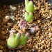 Rare Succulent: Conophytum Blandum - Etsy