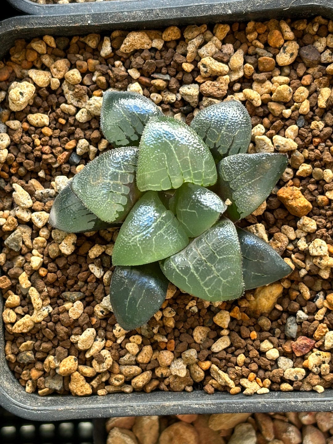 Haworthia Comptoniana Seedling - Etsy