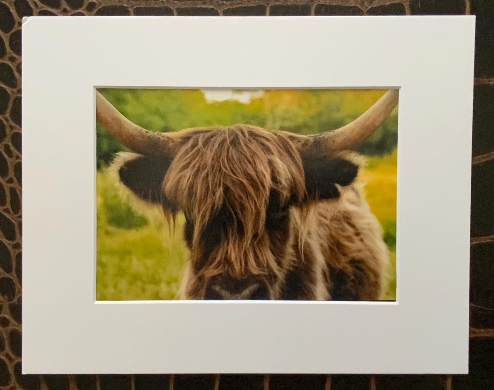 Highland Cow Photo Art, Hairy Scottish Coo, Majestic, Rustic, Longhorn ...