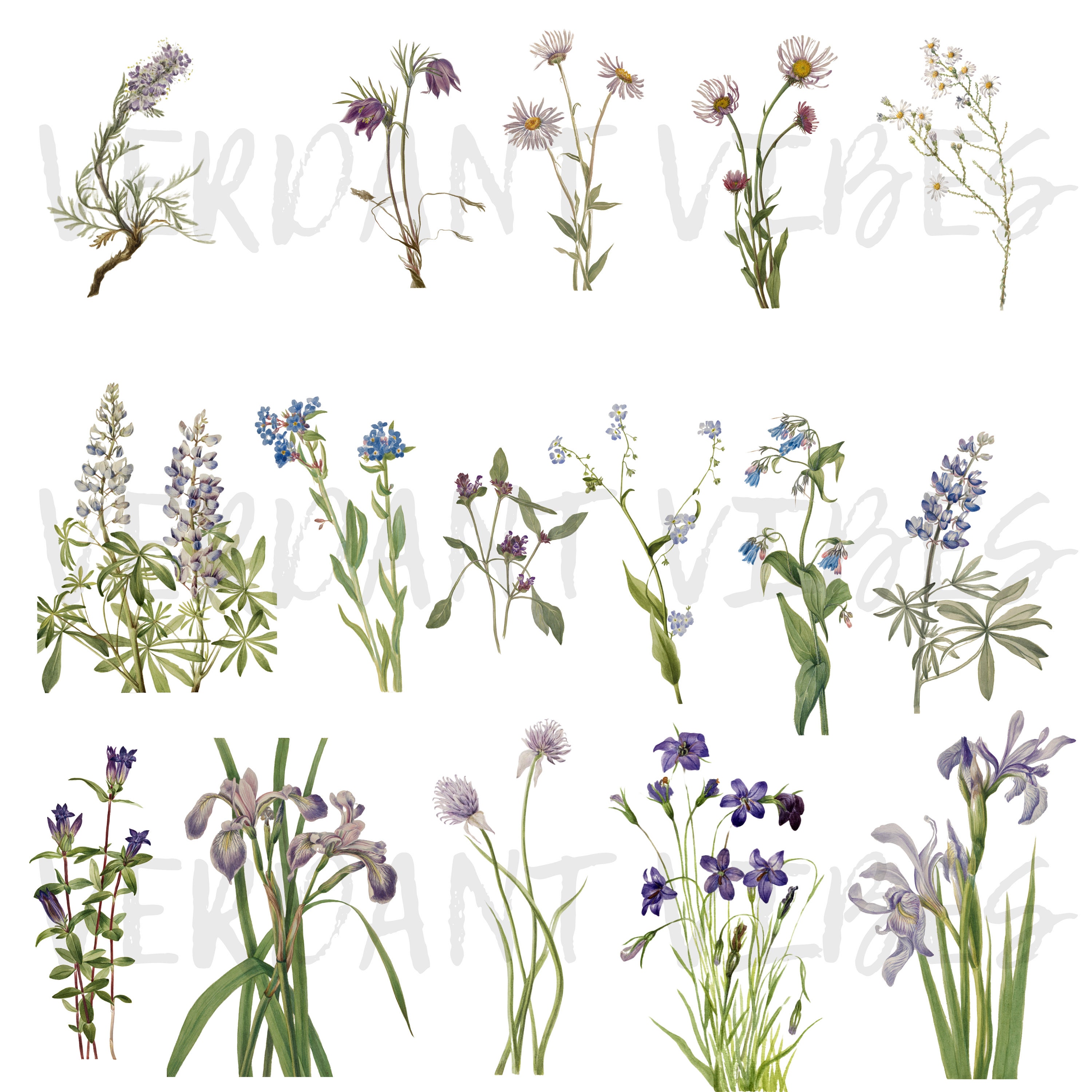 Vintage Floral Collection Clipart - 66 High Quality Pngs, Digital ...