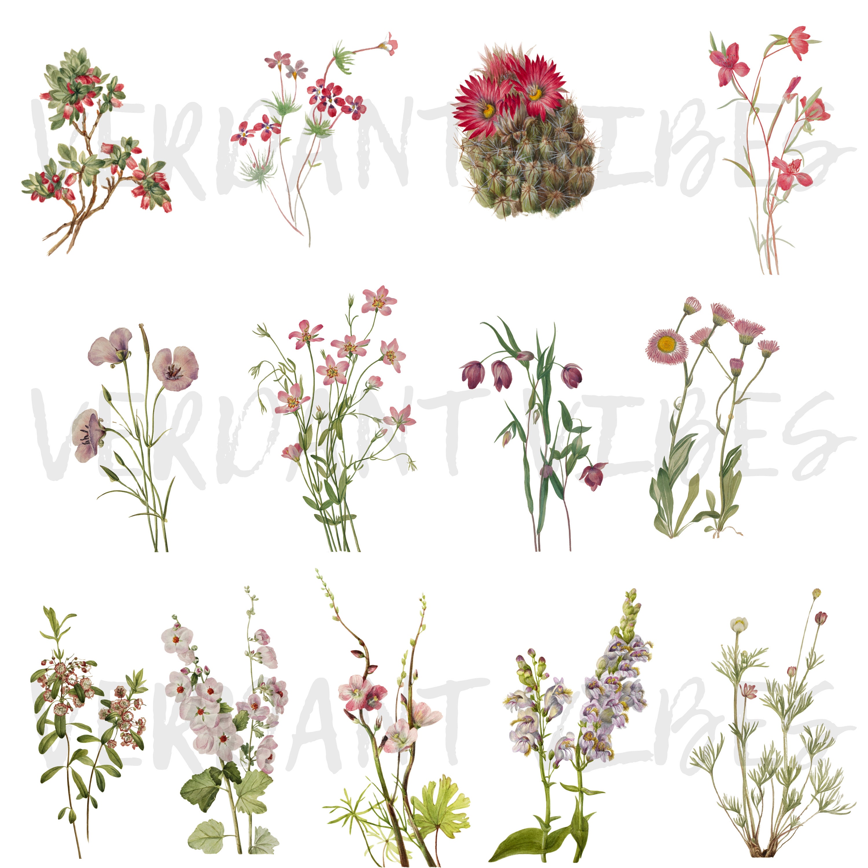 Vintage Floral Collection Clipart - 66 High Quality Pngs, Digital ...