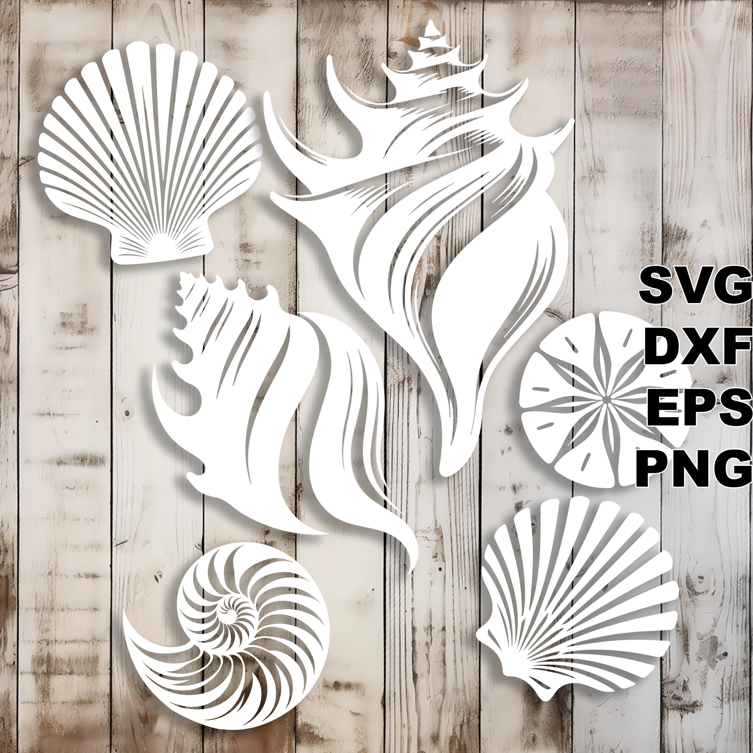 Seashells SVG Cut Files svg Dxf Png Eps Silhouette & Cricut, Digital ...