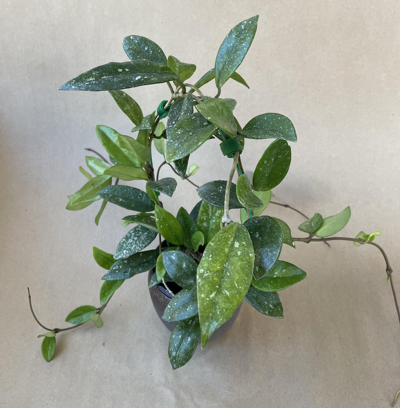 Hoya Wilbur Graves 4'' Pot Rare Hoya US Seller Well Rooted - Etsy