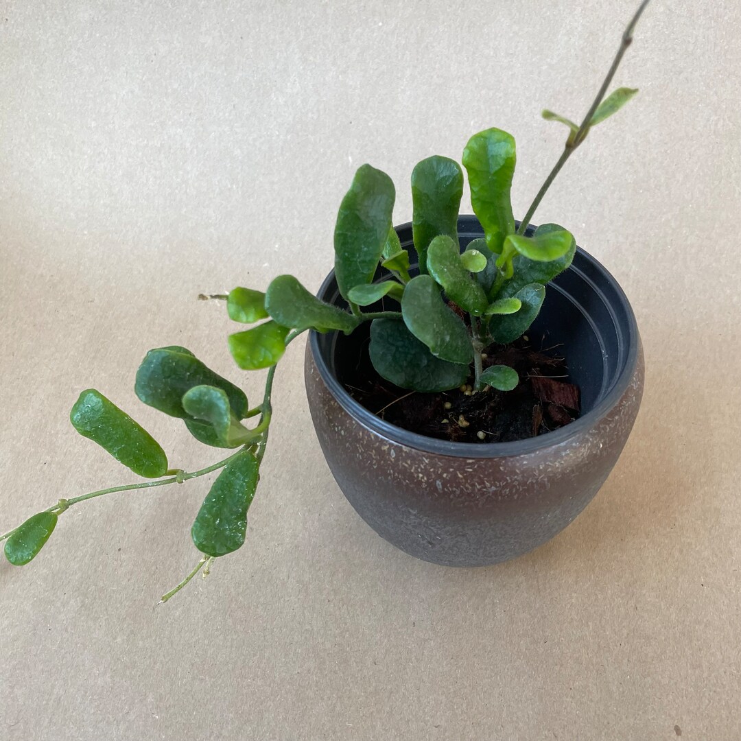 Hoya Rotundiflora 4'' Pot Rare Hoya US Seller Well Rooted - Etsy