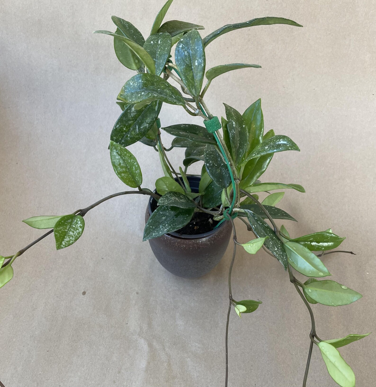 Hoya Wilbur Graves 4'' Pot Rare Hoya US Seller Well Rooted - Etsy