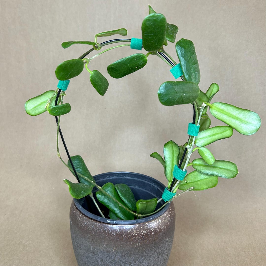 Hoya Rotundiflora | 4'' Pot | Rare Hoya | US Seller | Well Rooted - Etsy