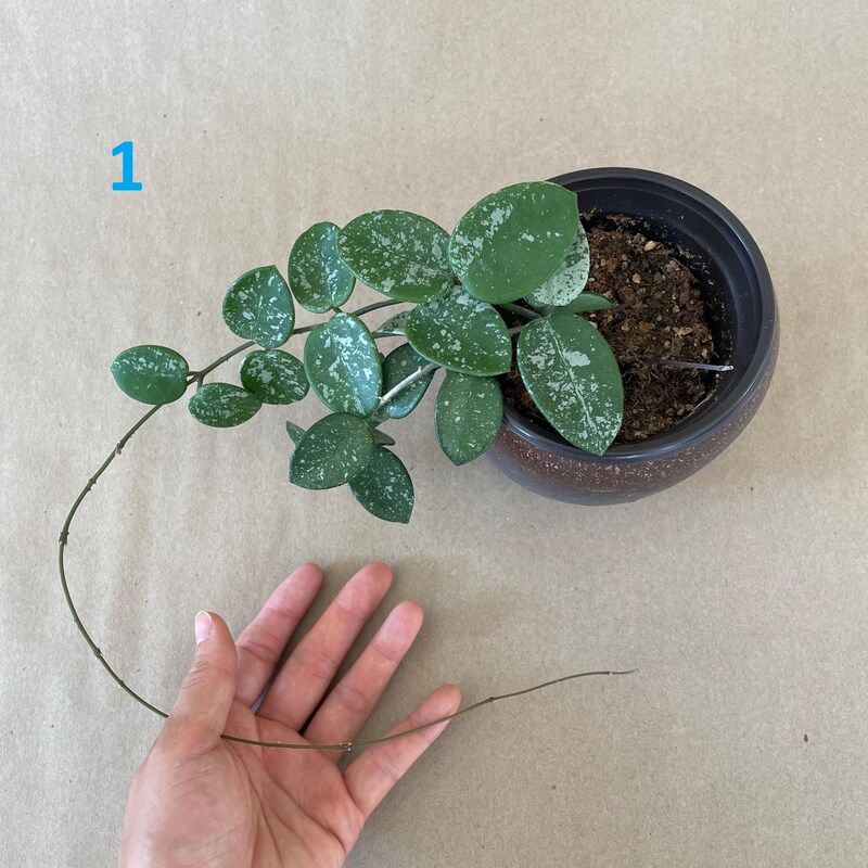 Hoya Mathilde - Etsy