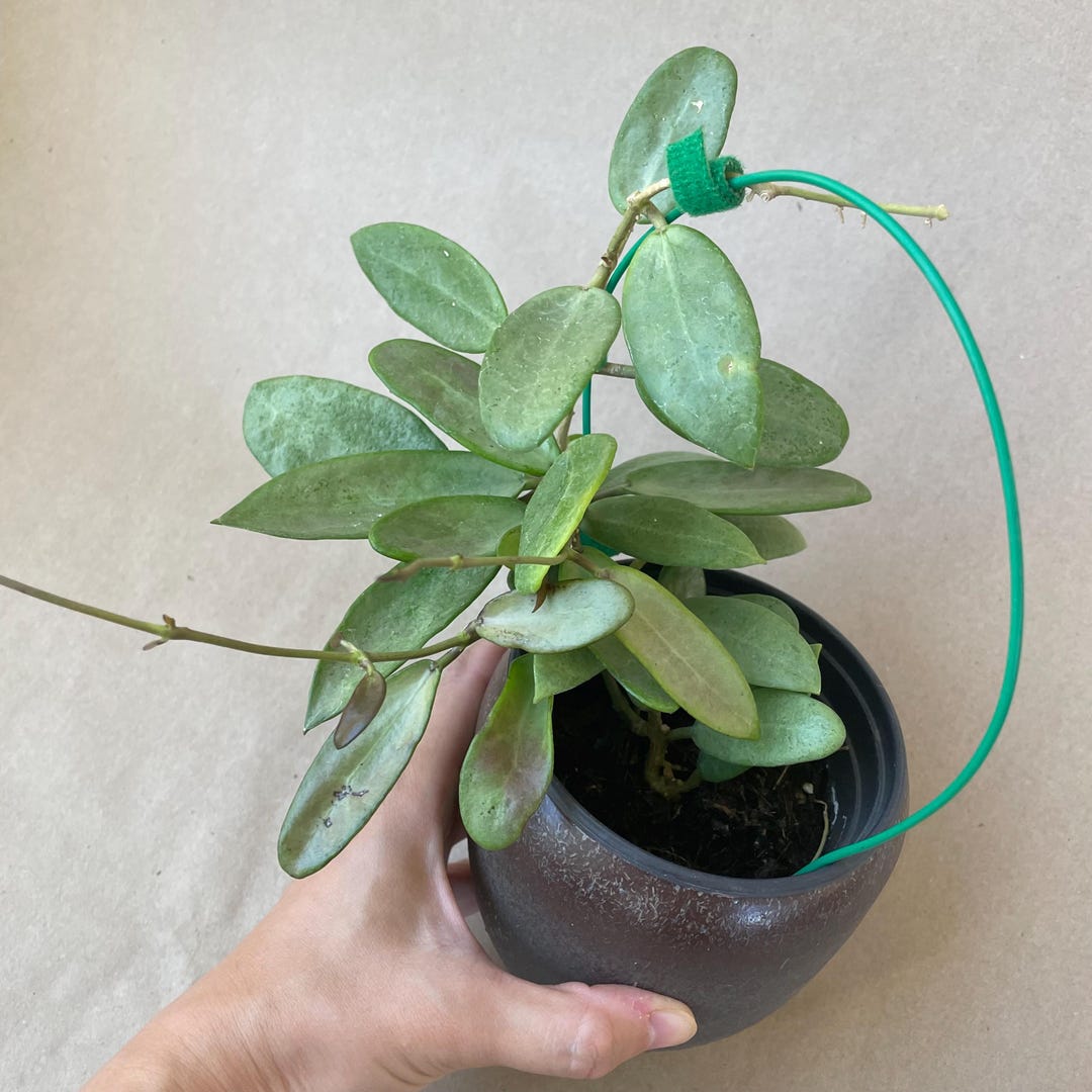 Hoya Silver Lady 4'' Pot Rare Hoya US Seller Well Rooted - Etsy
