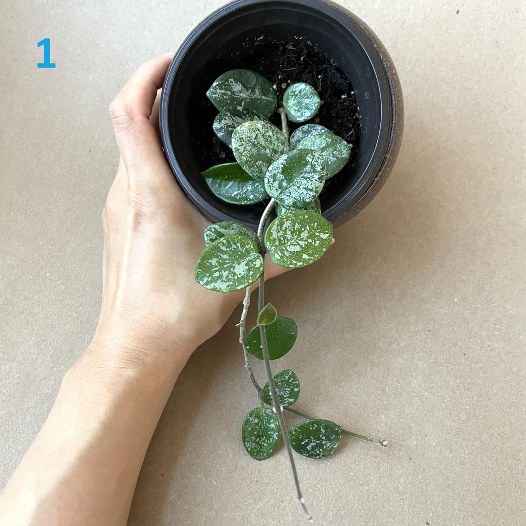 Hoya Mathilde Super Splash 4'' Pot Rare Hoya US Seller Well Rooted - Etsy