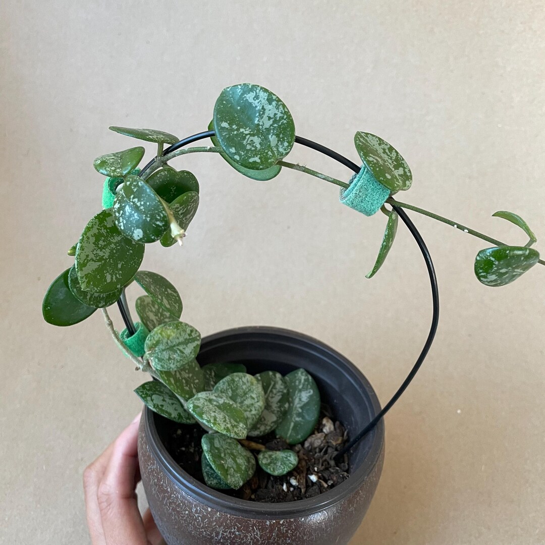 Hoya Mathilde Super Splash | 4'' Pot | Rare Hoya | US Seller | Well ...