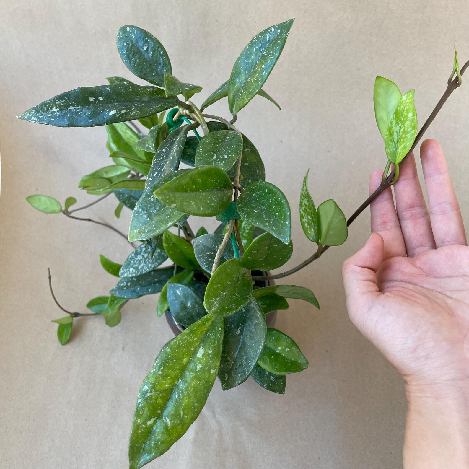 Hoya Wilbur Graves 4'' Pot Rare Hoya US Seller Well Rooted - Etsy