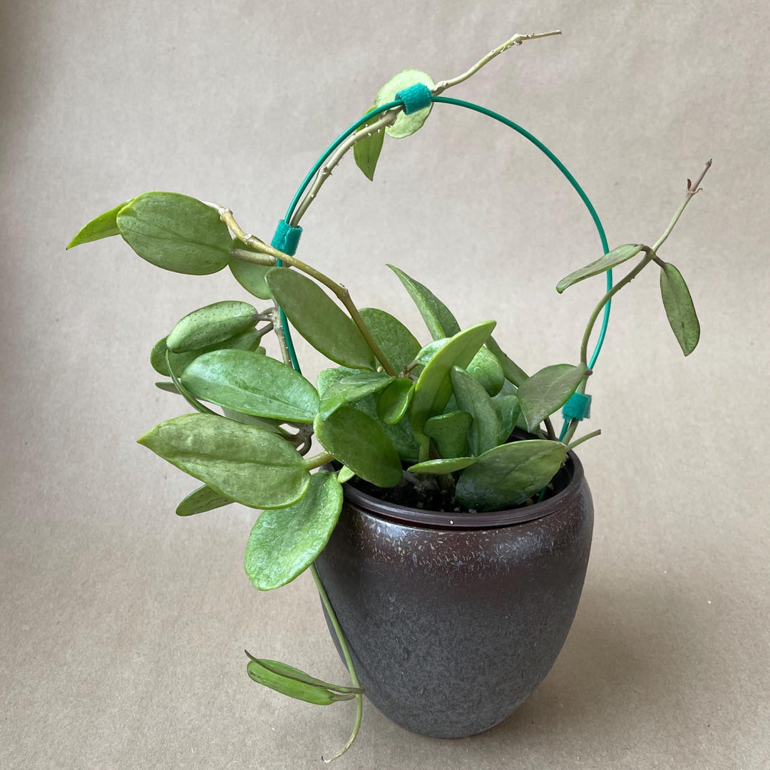Hoya Silver Lady 4'' Pot Rare Hoya US Seller Well Rooted - Etsy