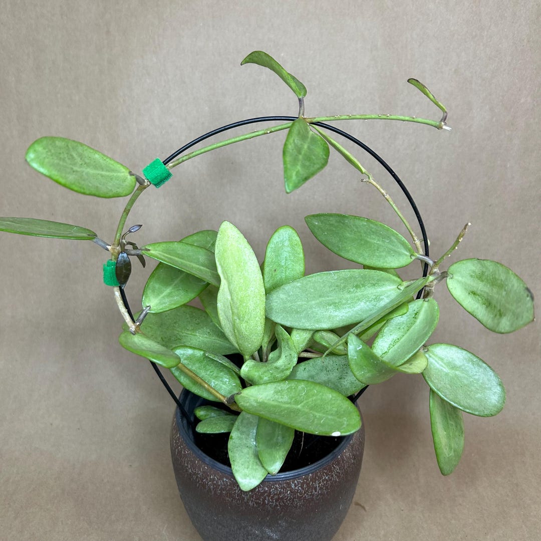 Hoya Silver Lady | 4'' Pot | Rare Hoya | US Seller | Well Rooted - Etsy